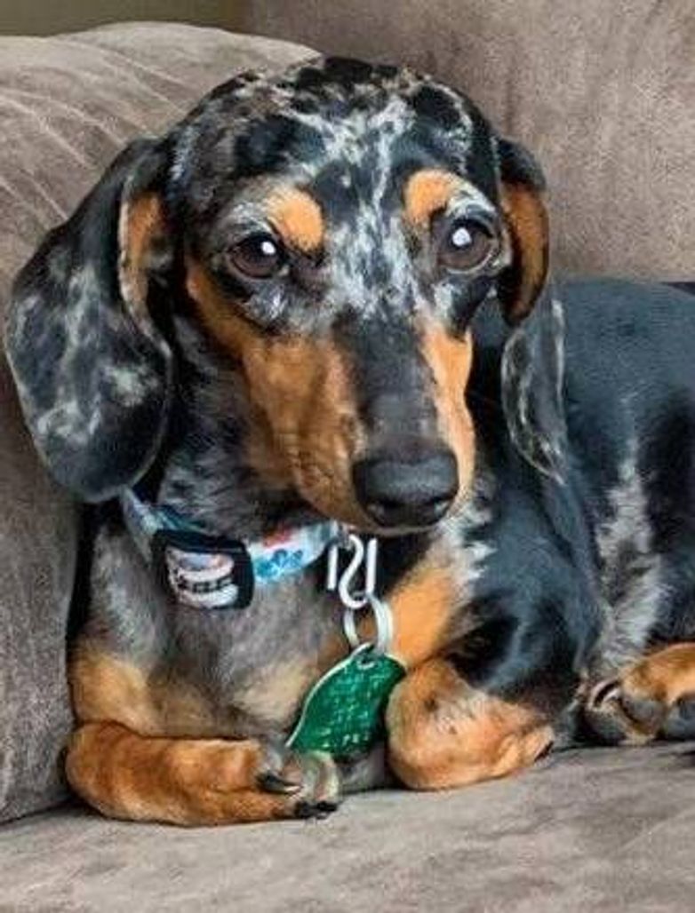 Pet FBI Report ID #689042 for a LOST DOG | Pet FBI Pets Found By Internet