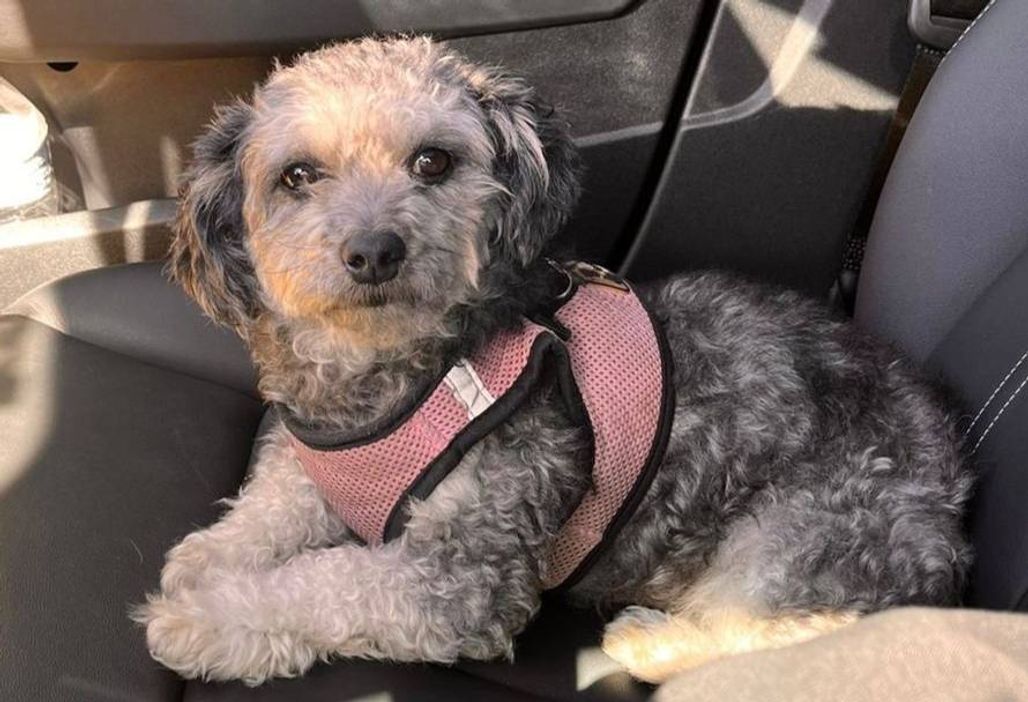 Pet FBI Report ID #689207 for a LOST DOG | Pet FBI Pets Found By Internet