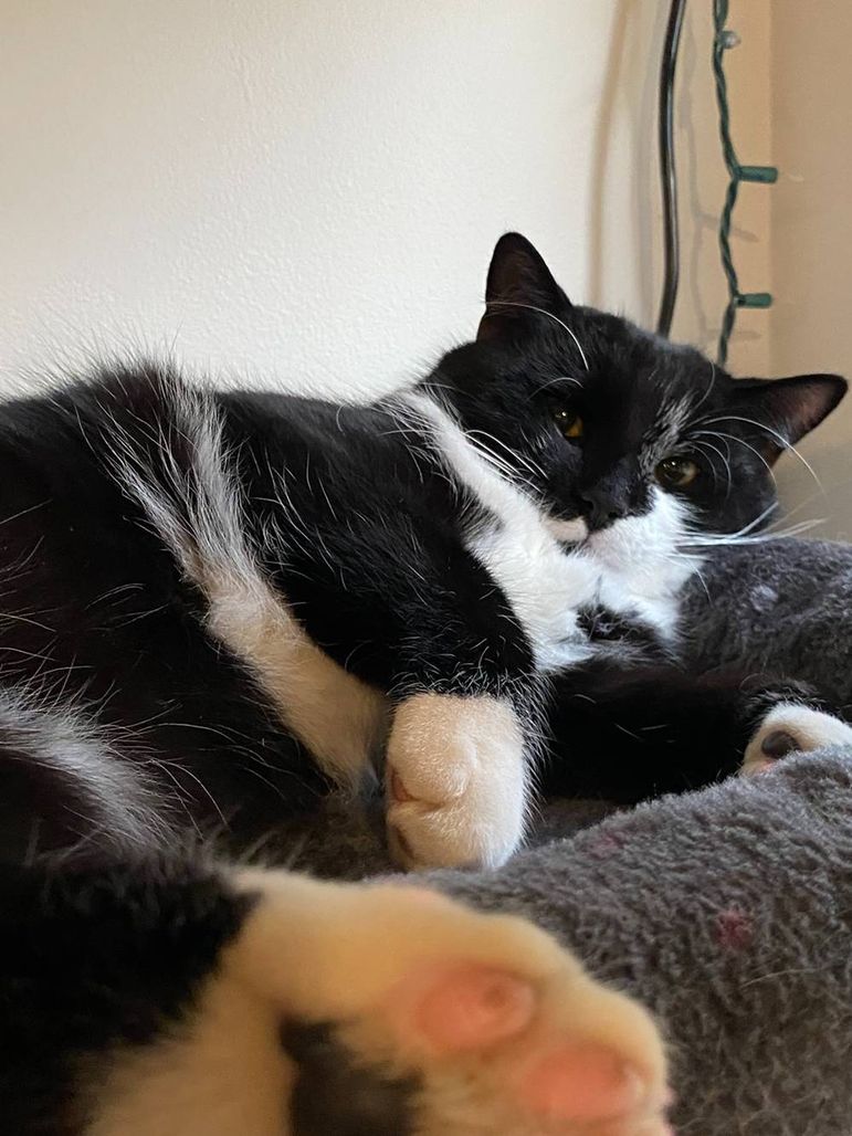 Pet FBI Report ID #691605 for a LOST CAT | Pet FBI Pets Found By Internet