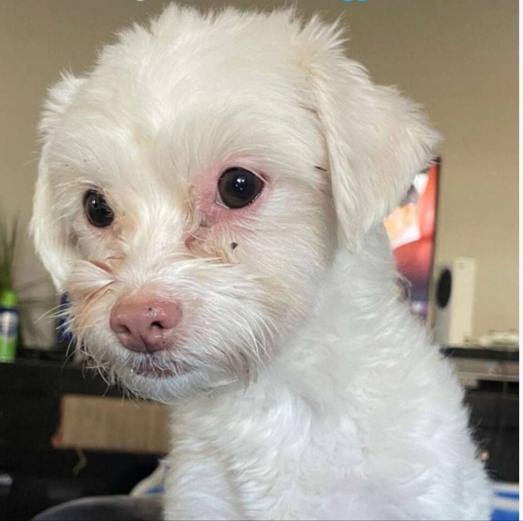 Pet FBI Report ID #692492 for a LOST DOG | Pet FBI Pets Found By Internet