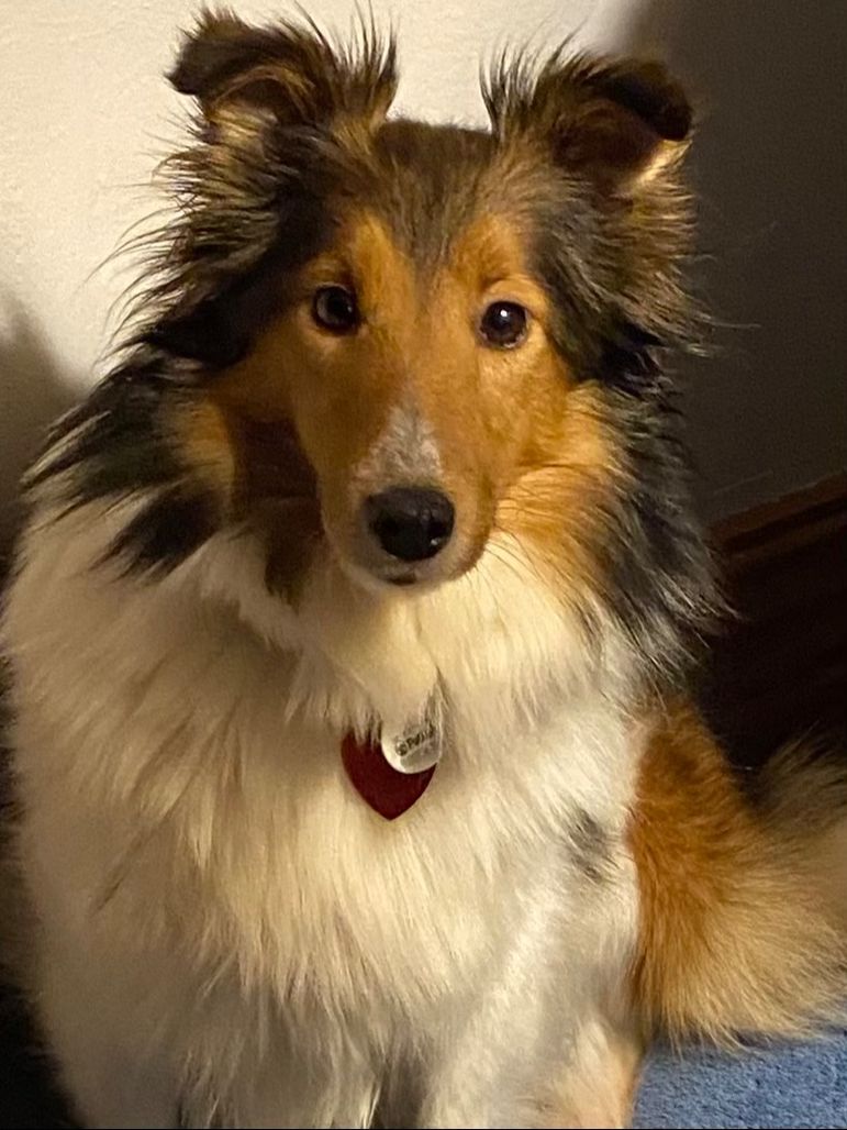 Pet FBI Report ID #693029 for a LOST DOG | Pet FBI Pets Found By Internet