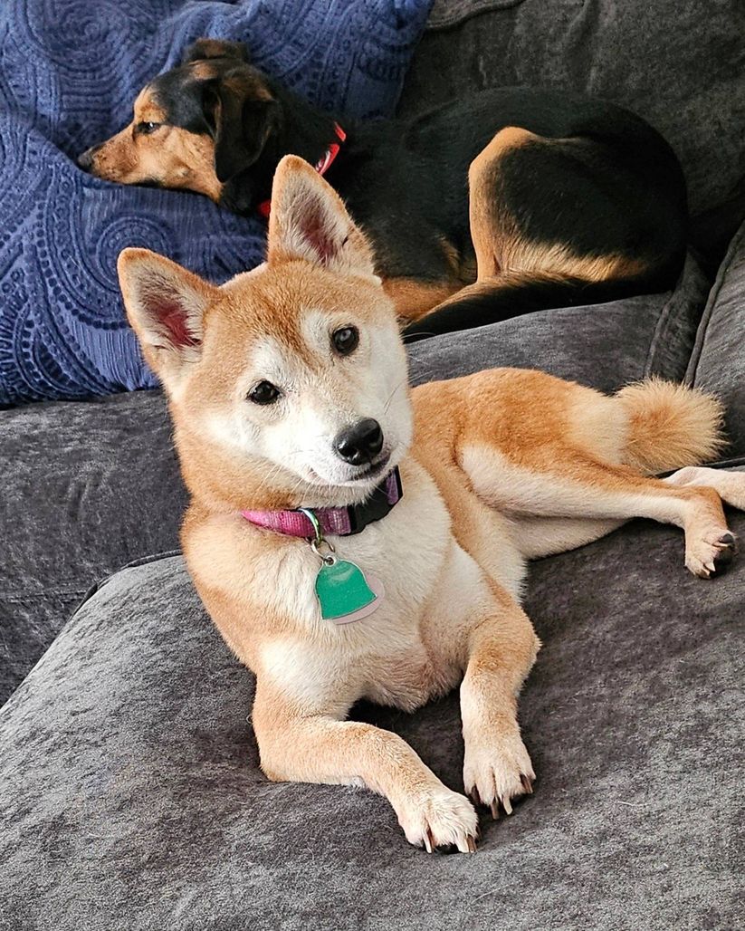 Pet FBI Report ID #693416 for a LOST DOG | Pet FBI Pets Found By Internet