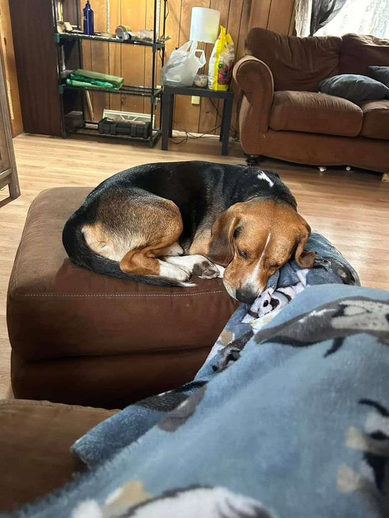 Pet FBI Report ID #693527 for a LOST DOG | Pet FBI Pets Found By Internet