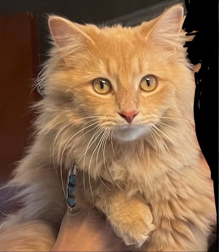 Pet FBI Report ID #693580 for a LOST CAT | Pet FBI Pets Found By Internet