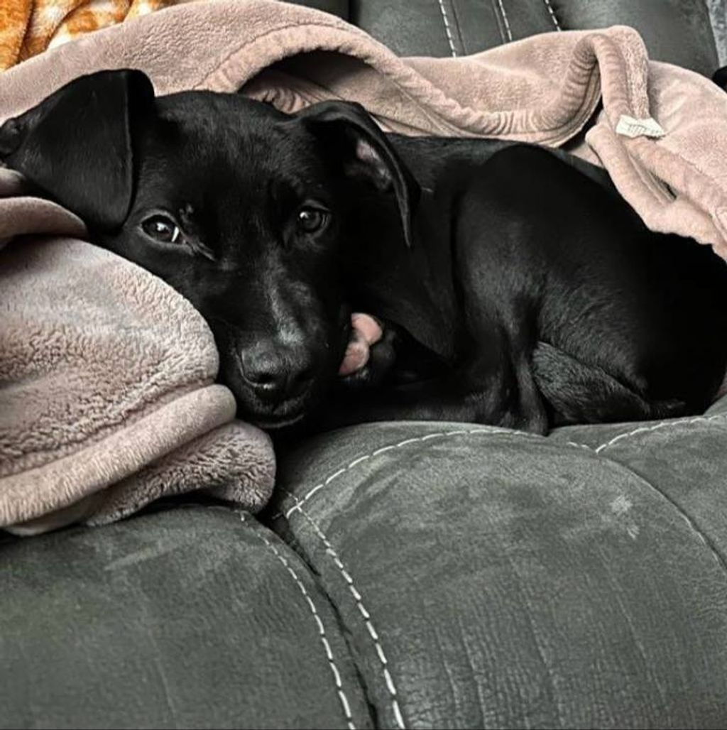 Pet FBI Report ID #693690 for a LOST DOG | Pet FBI Pets Found By Internet