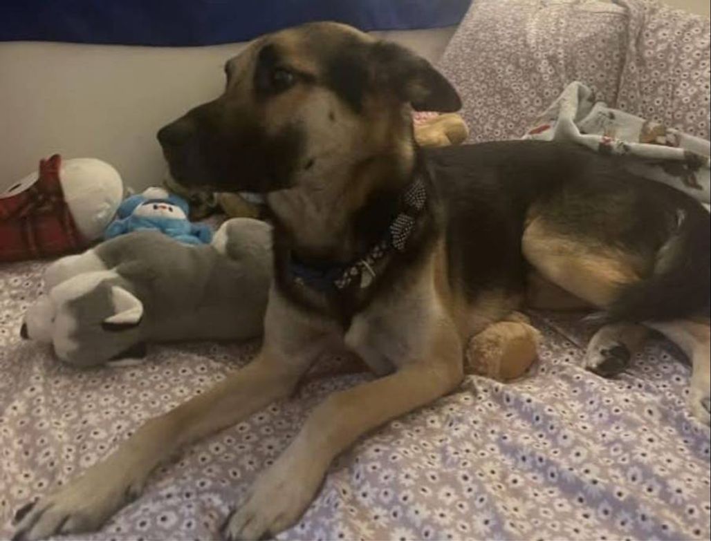 Pet FBI Report ID #694404 for a LOST DOG | Pet FBI Pets Found By Internet