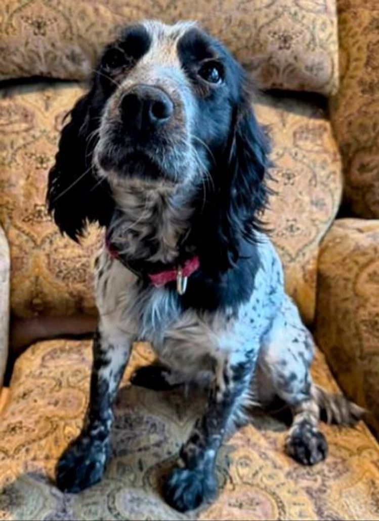 Pet FBI Report ID #694424 for a LOST DOG | Pet FBI Pets Found By Internet