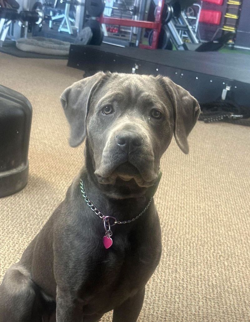 Pet FBI Report ID #695073 for a LOST DOG | Pet FBI Pets Found By Internet