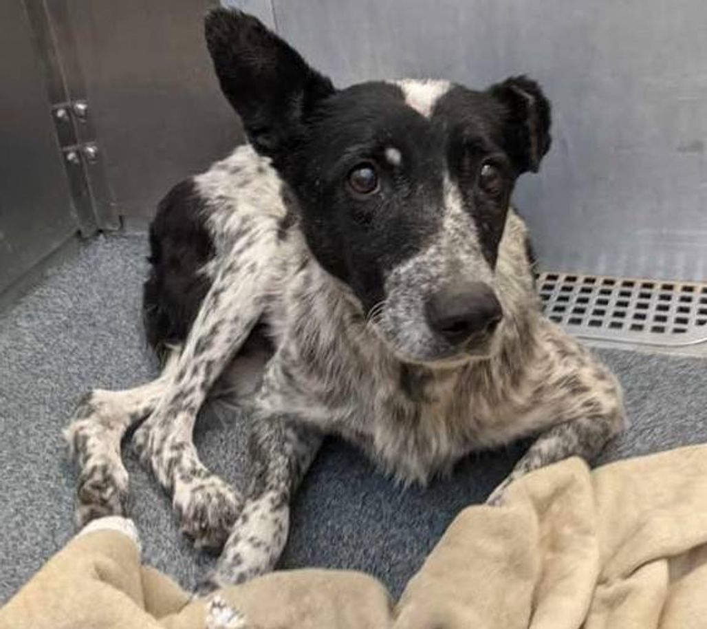 Pet FBI Report ID #696030 for a LOST DOG | Pet FBI Pets Found By Internet