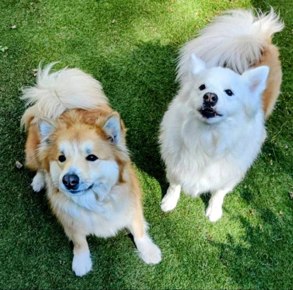 Pet FBI Report ID #696045 for a LOST DOG | Pet FBI Pets Found By Internet