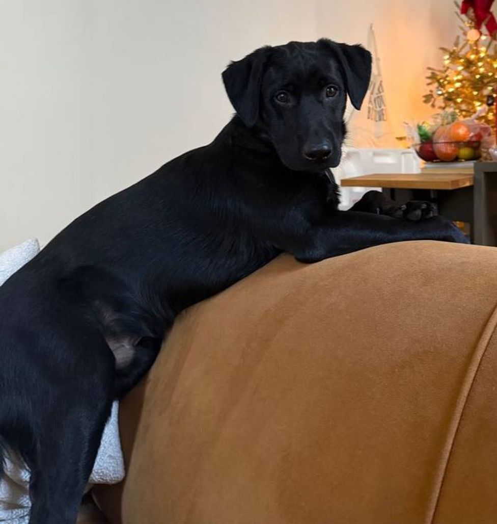 Pet FBI Report ID #696811 for a LOST DOG | Pet FBI Pets Found By Internet