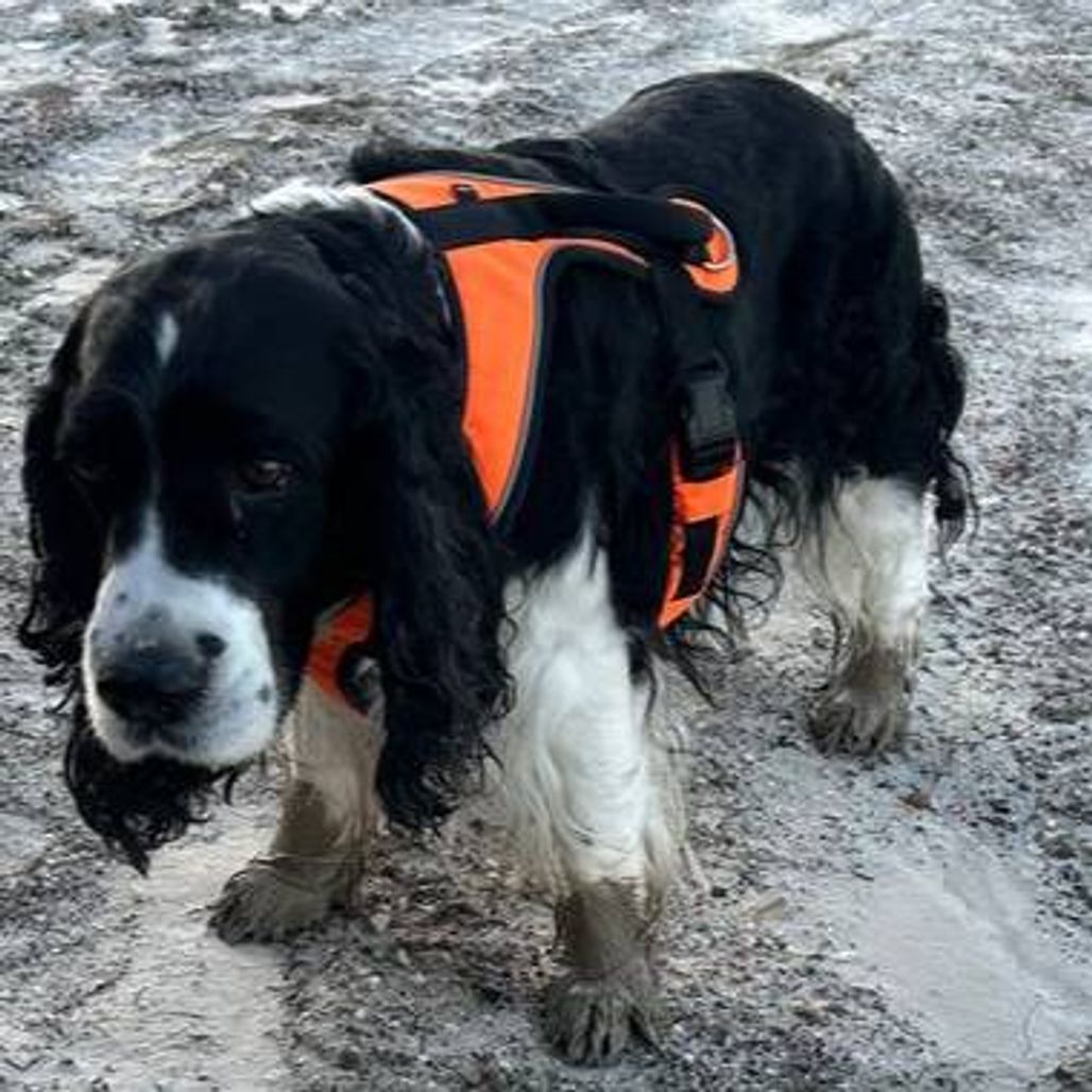 Pet FBI Report ID #697919 for a LOST DOG | Pet FBI Pets Found By Internet