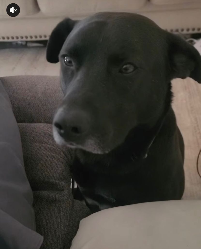 Pet FBI Report ID #698650 for a LOST DOG | Pet FBI Pets Found By Internet