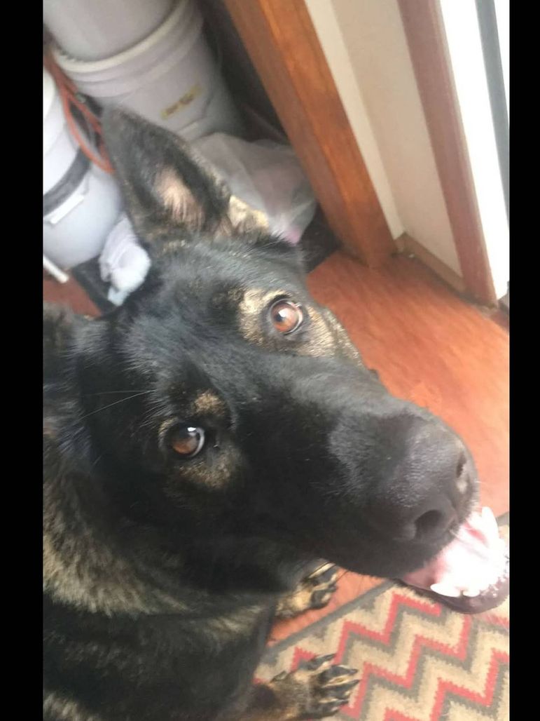 Pet FBI Report ID #699484 for a LOST DOG | Pet FBI Pets Found By Internet