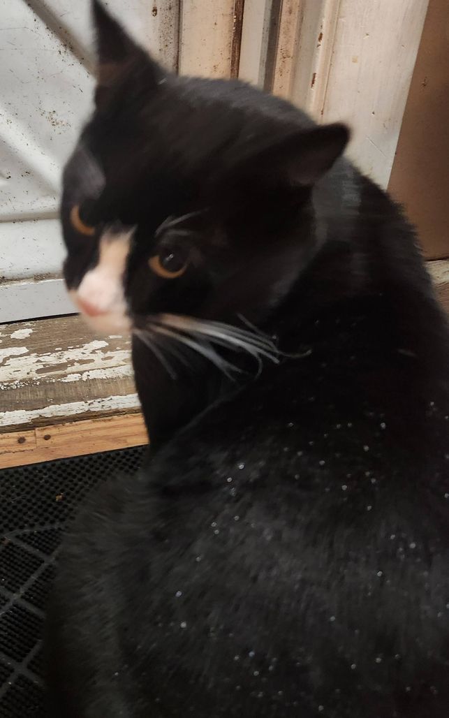 Pet FBI Report ID #699864 for a CAT SIGHTING | Pet FBI Pets Found By ...