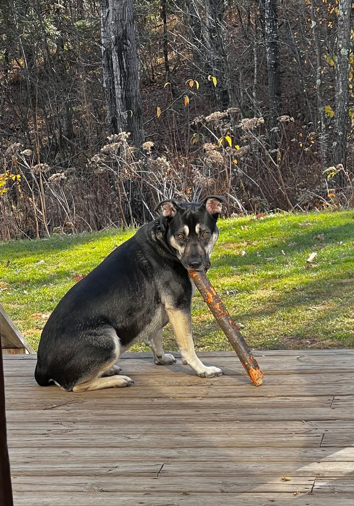 Pet FBI Report ID #700138 for a LOST DOG | Pet FBI Pets Found By Internet