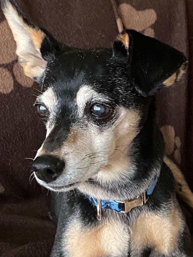 Pet FBI Report ID #700449 for a LOST DOG | Pet FBI Pets Found By Internet