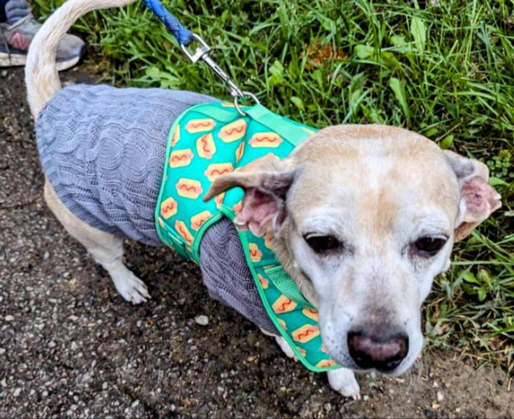 Pet FBI Report ID #701200 for a LOST DOG | Pet FBI Pets Found By Internet