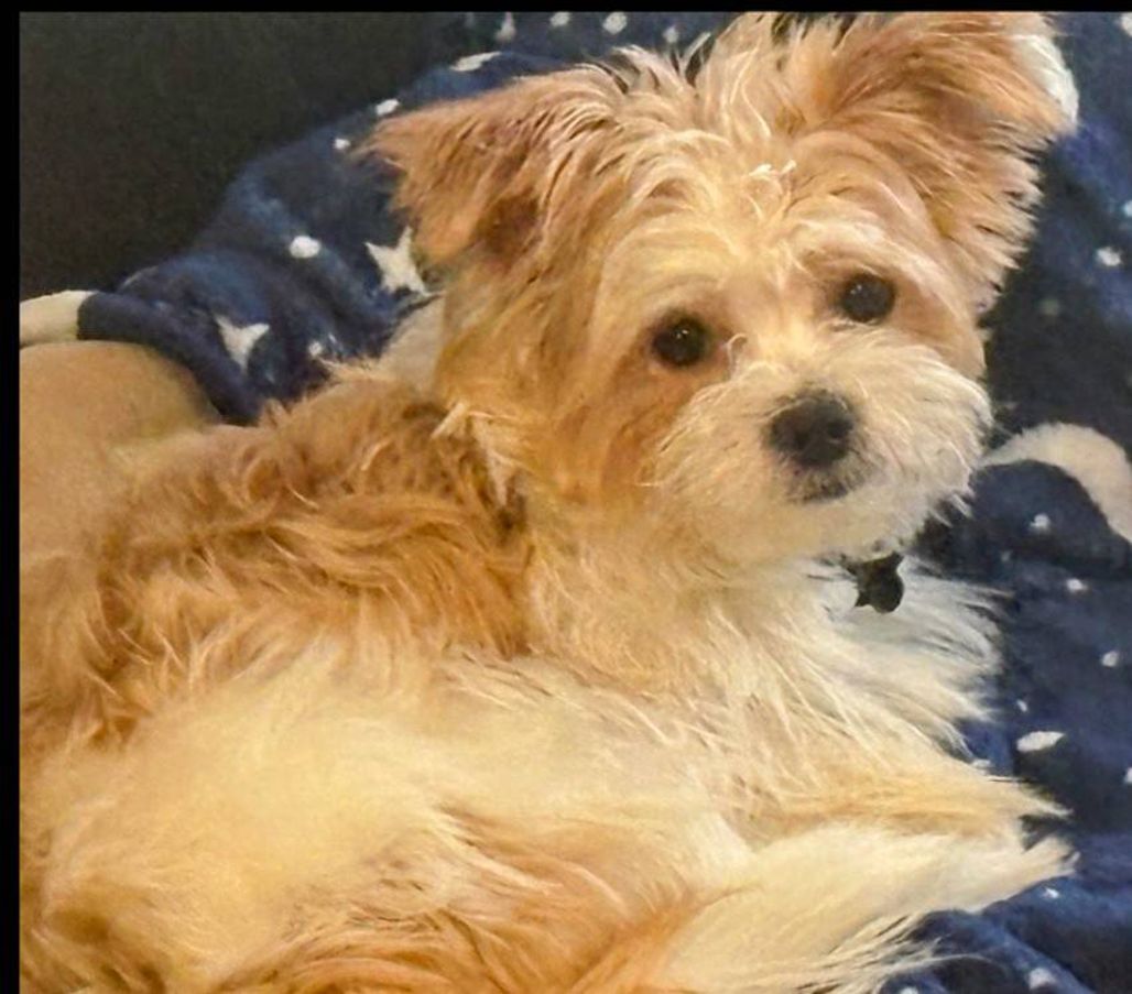 Pet FBI Report ID #702023 for a LOST DOG | Pet FBI Pets Found By Internet