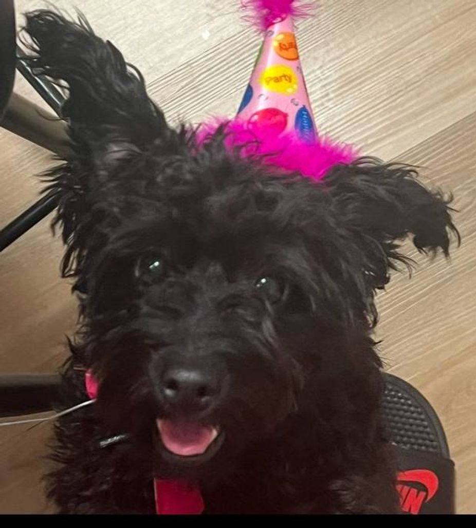 Pet FBI Report ID #702639 for a LOST DOG | Pet FBI Pets Found By Internet