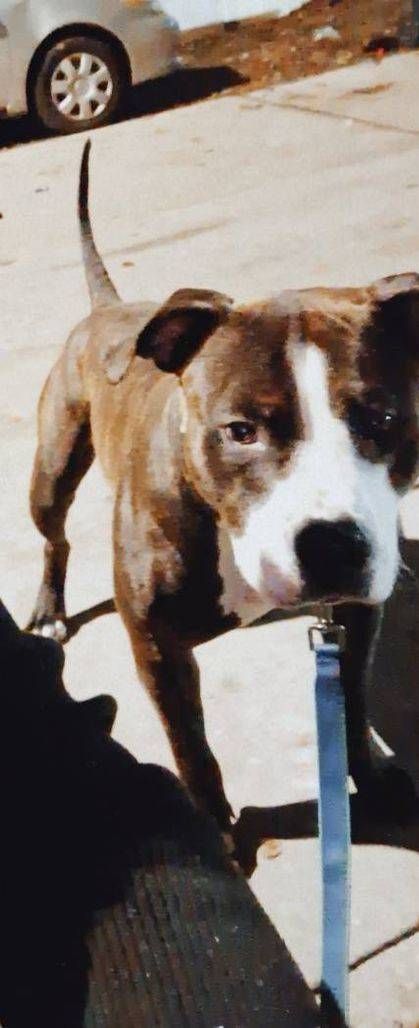 Pet FBI Report ID #702755 for a LOST DOG | Pet FBI Pets Found By Internet