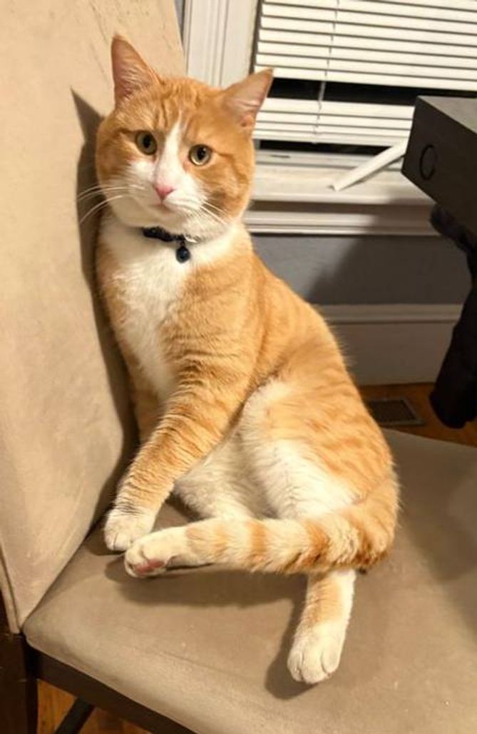 Pet FBI Report ID #702811 for a LOST CAT | Pet FBI Pets Found By Internet