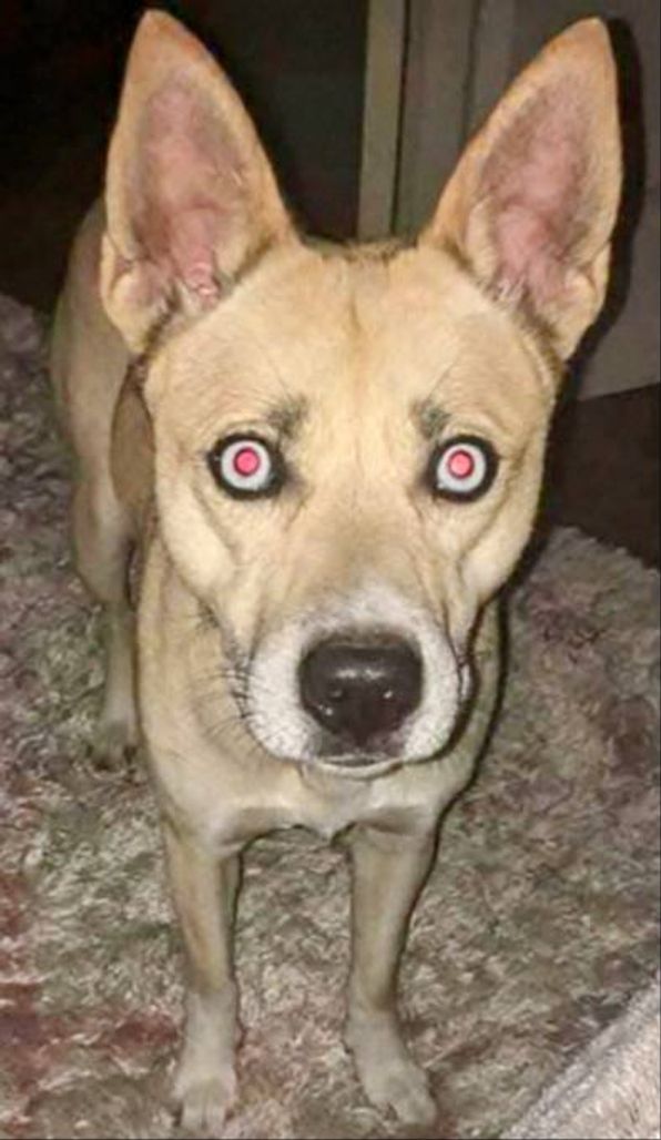 Pet FBI Report ID #704708 for a LOST DOG | Pet FBI Pets Found By Internet