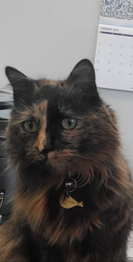 Pet FBI Report ID #704828 for a LOST CAT | Pet FBI Pets Found By Internet