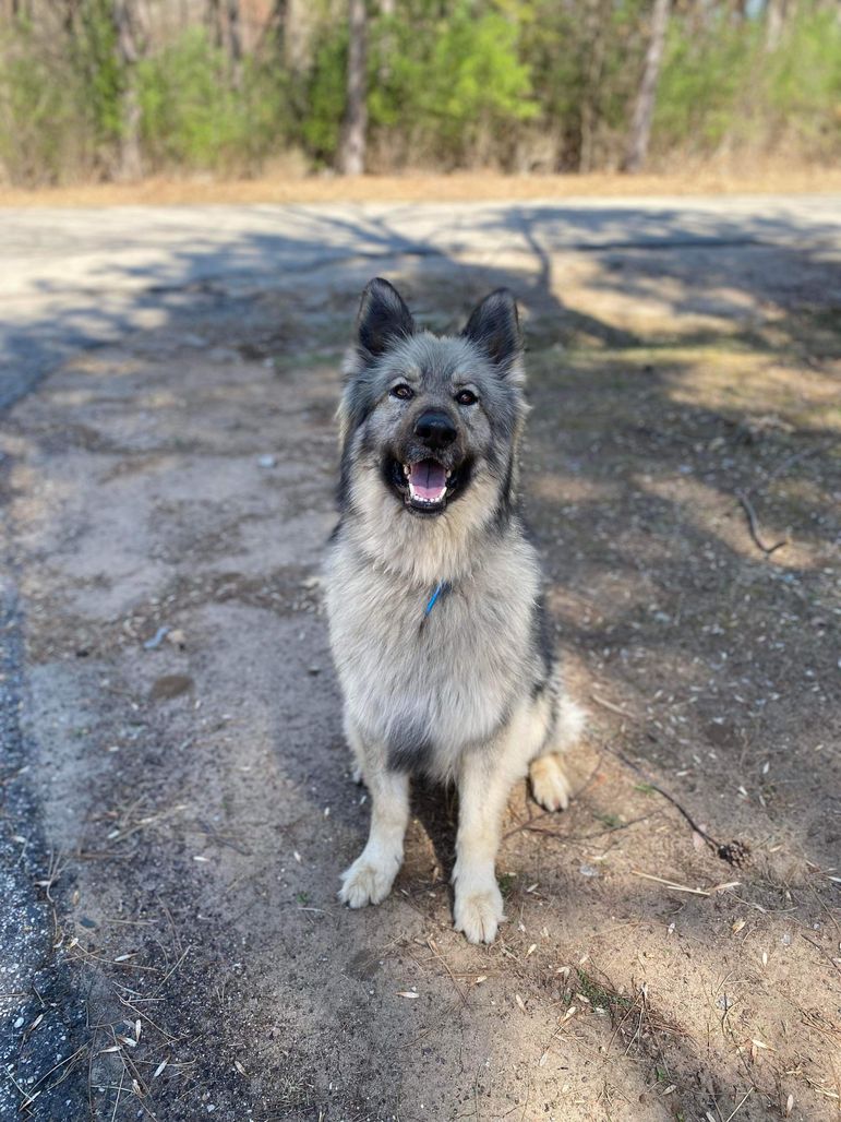 Pet FBI Report ID #705545 for a LOST DOG | Pet FBI Pets Found By Internet