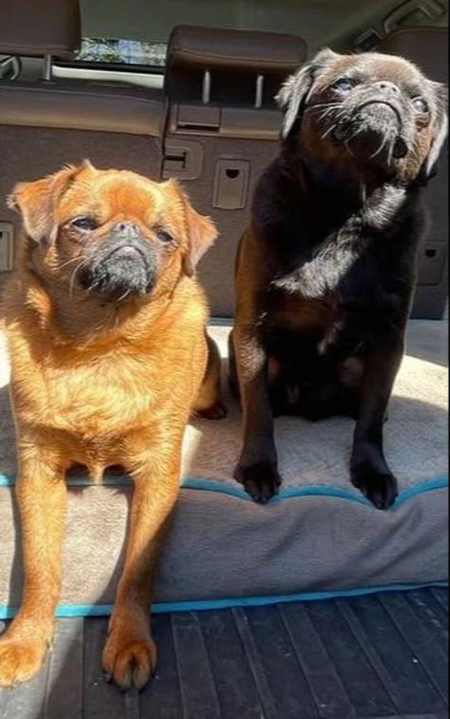 Pet FBI Report ID #705883 for a LOST DOG | Pet FBI Pets Found By Internet