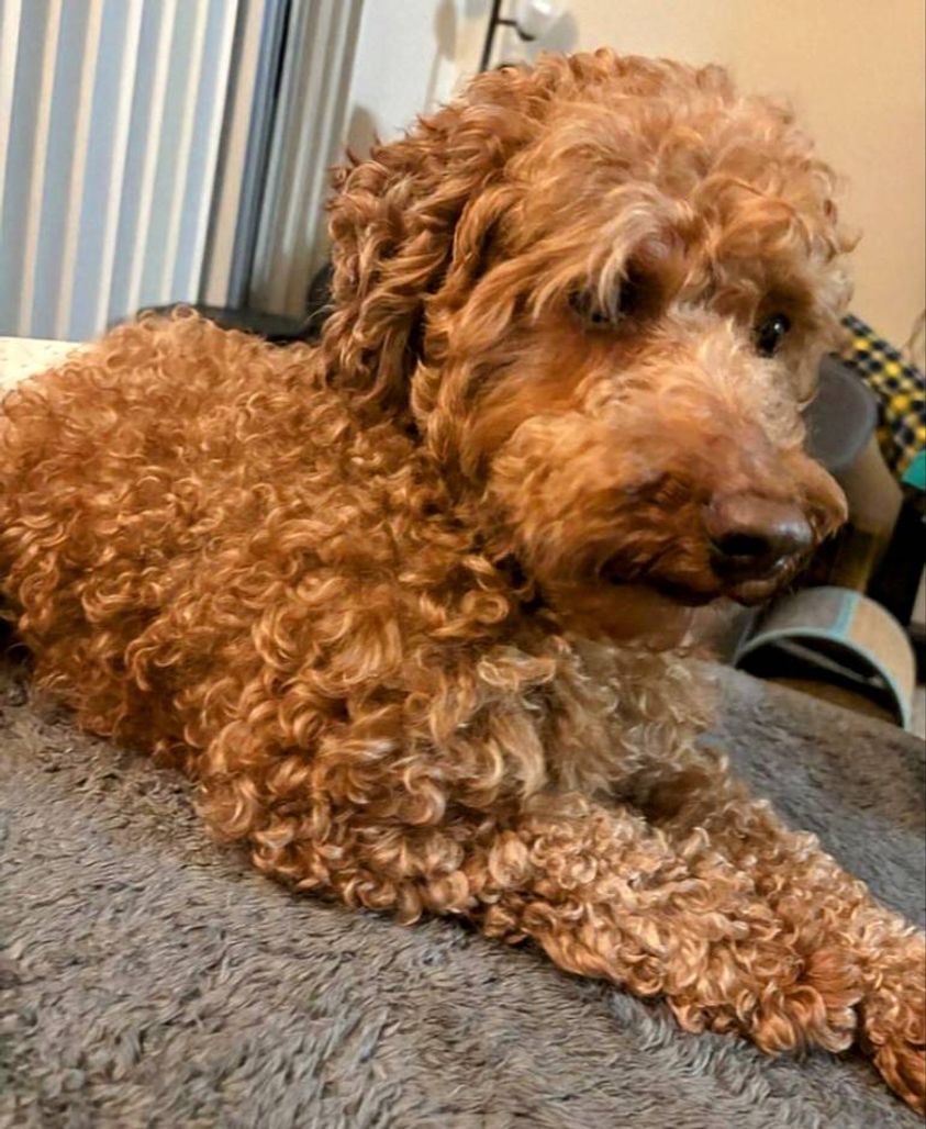 Pet FBI Report ID #706368 for a LOST DOG | Pet FBI Pets Found By Internet