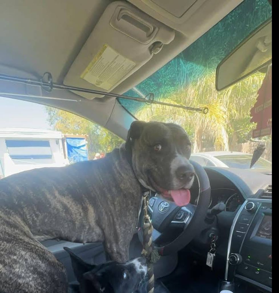 Pet FBI Report ID #706385 for a LOST DOG | Pet FBI Pets Found By Internet