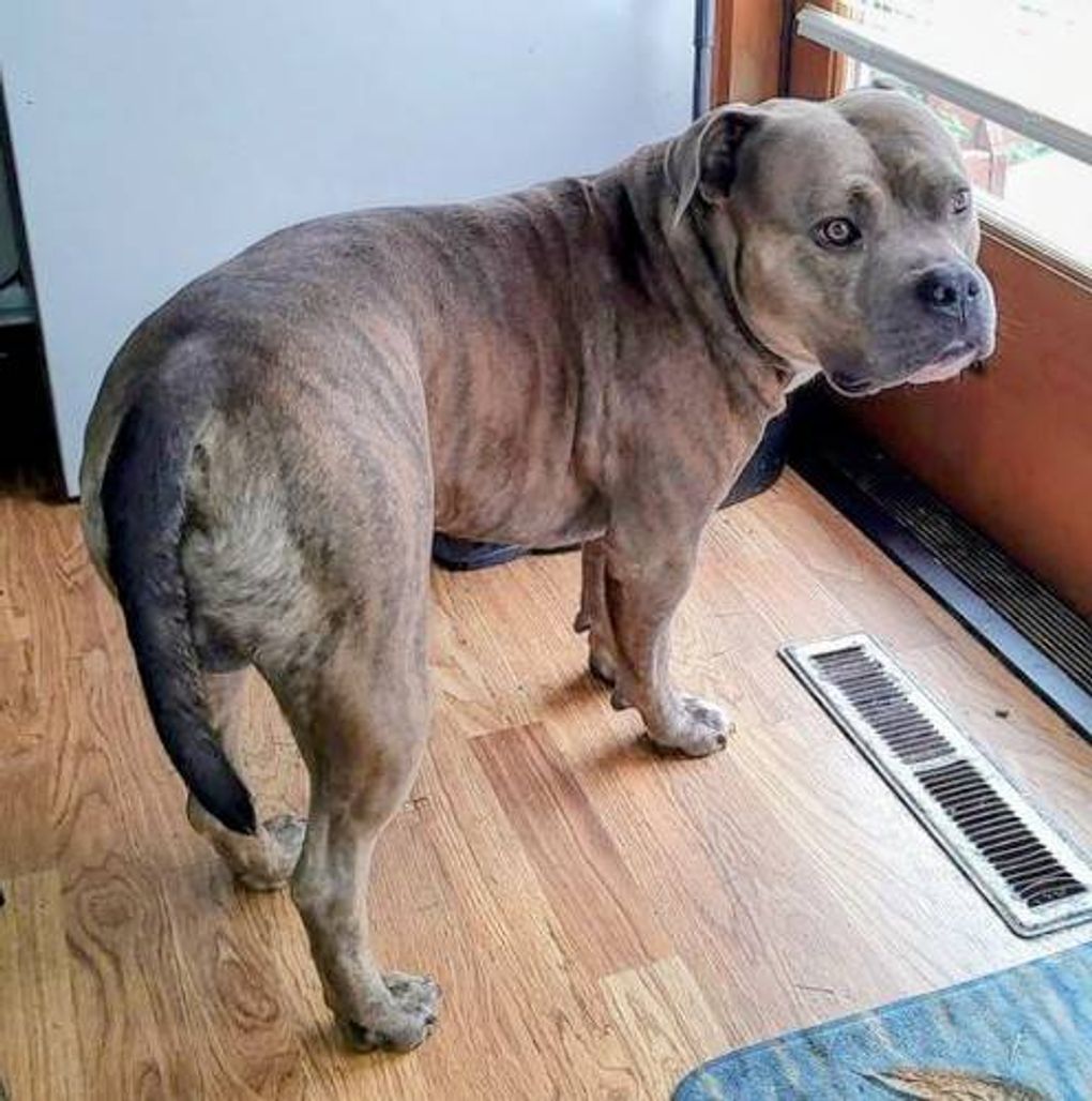 Pet FBI Report ID #706587 for a LOST DOG | Pet FBI Pets Found By Internet