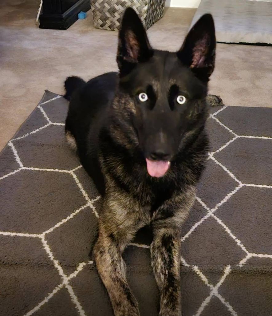 Pet FBI Report ID #706988 for a LOST DOG | Pet FBI Pets Found By Internet