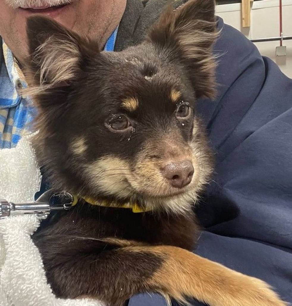 Pet FBI Report ID #707151 for a LOST DOG | Pet FBI Pets Found By Internet