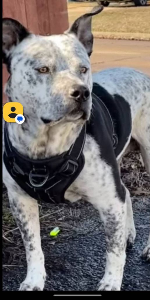 Pet FBI Report ID #707269 for a LOST DOG | Pet FBI Pets Found By Internet