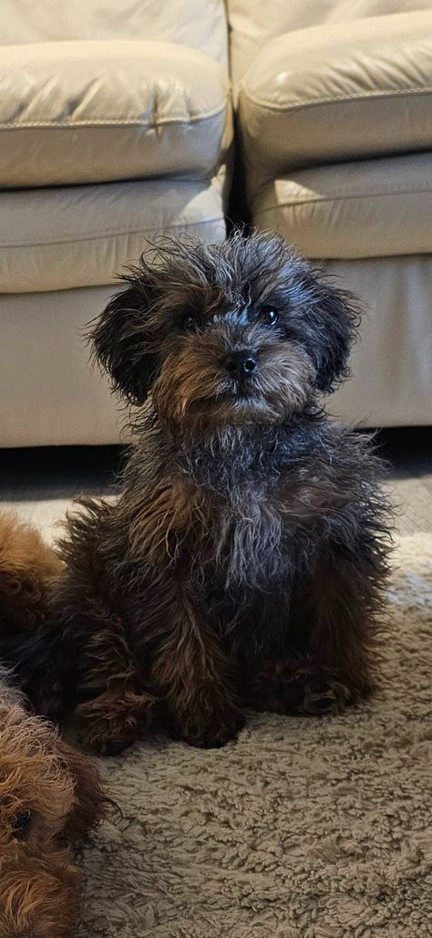 Pet FBI Report ID #707675 for a LOST DOG | Pet FBI Pets Found By Internet