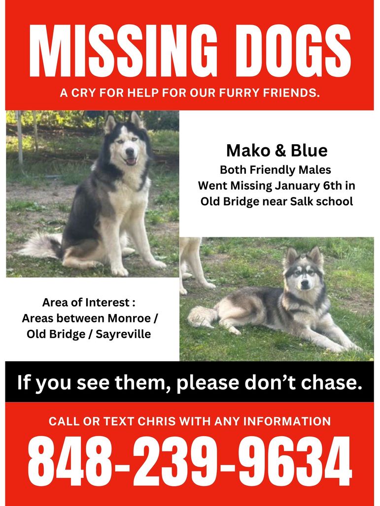 Pet FBI Report ID #707989 for a LOST DOG | Pet FBI Pets Found By Internet