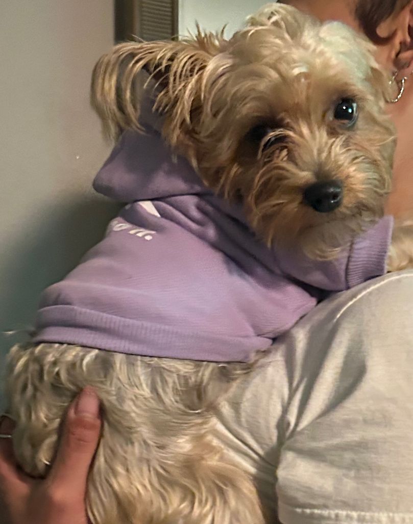 Pet FBI Report ID #708015 for a LOST DOG | Pet FBI Pets Found By Internet