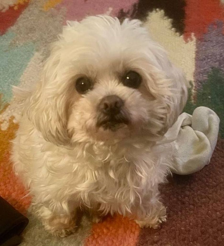 Pet FBI Report ID #708579 for a LOST DOG | Pet FBI Pets Found By Internet