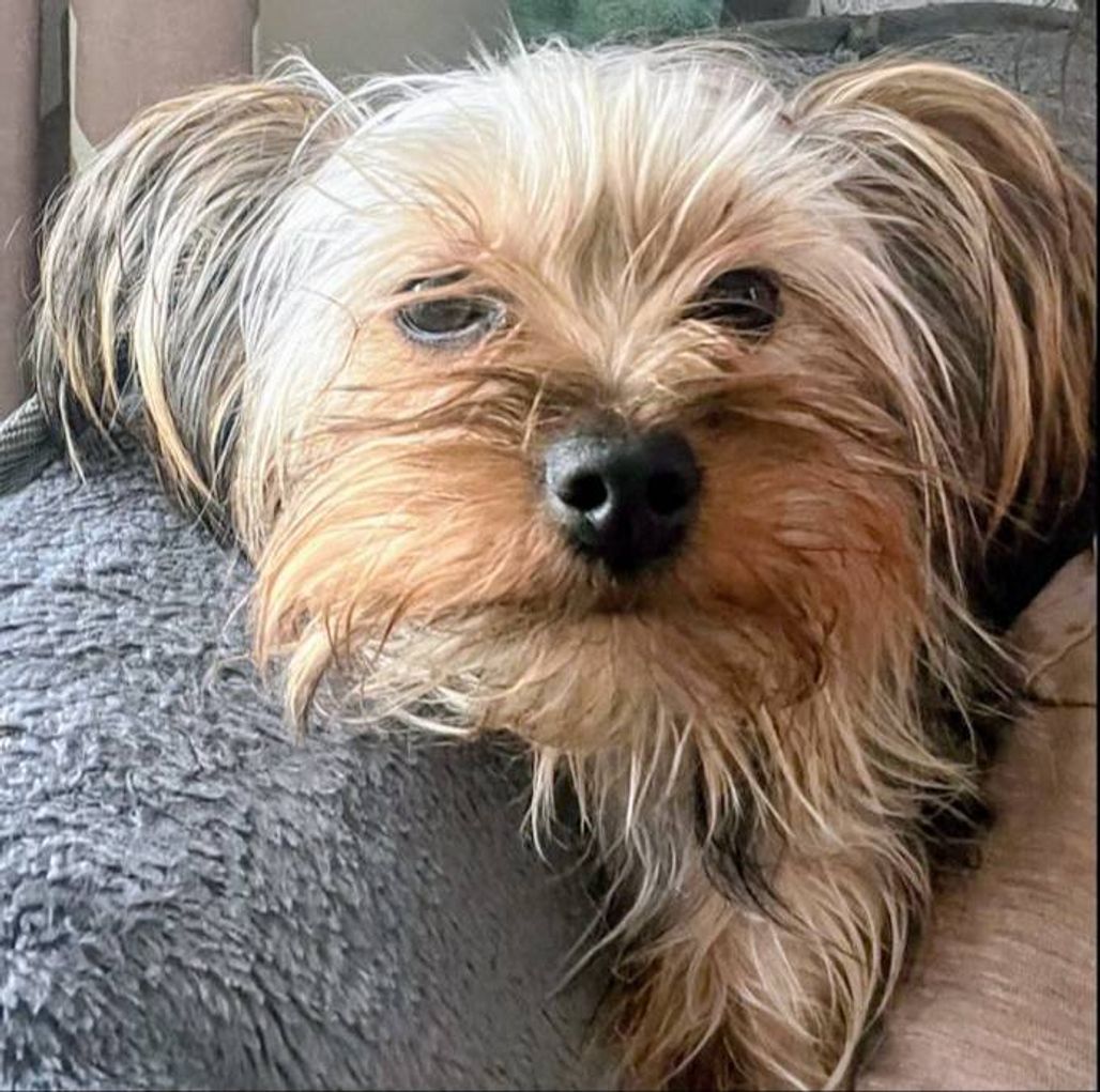 Pet FBI Report ID #708692 for a LOST DOG | Pet FBI Pets Found By Internet