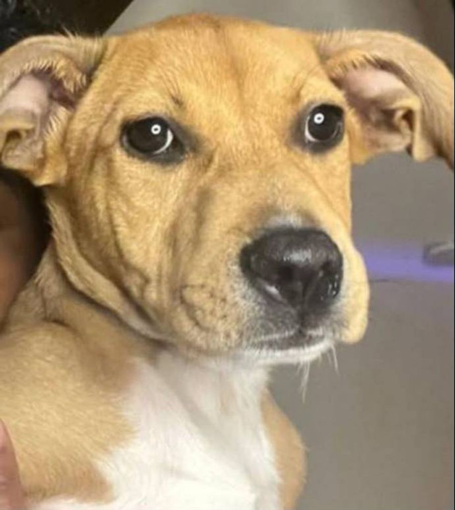 Pet FBI Report ID #709719 for a LOST DOG | Pet FBI Pets Found By Internet