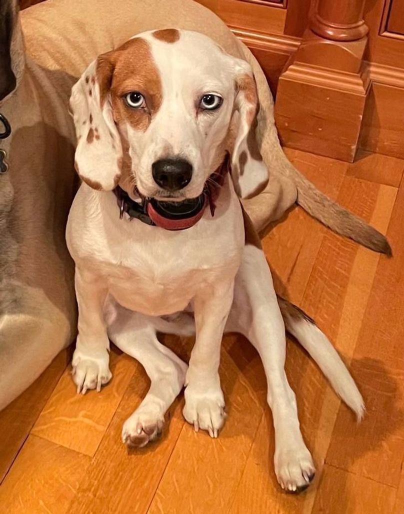 Pet FBI Report ID #710172 for a LOST DOG | Pet FBI Pets Found By Internet