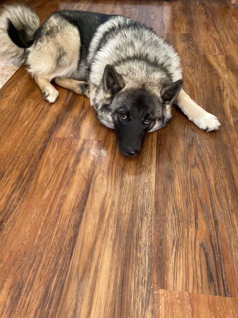 Pet FBI Report ID #710273 for a LOST DOG | Pet FBI Pets Found By Internet