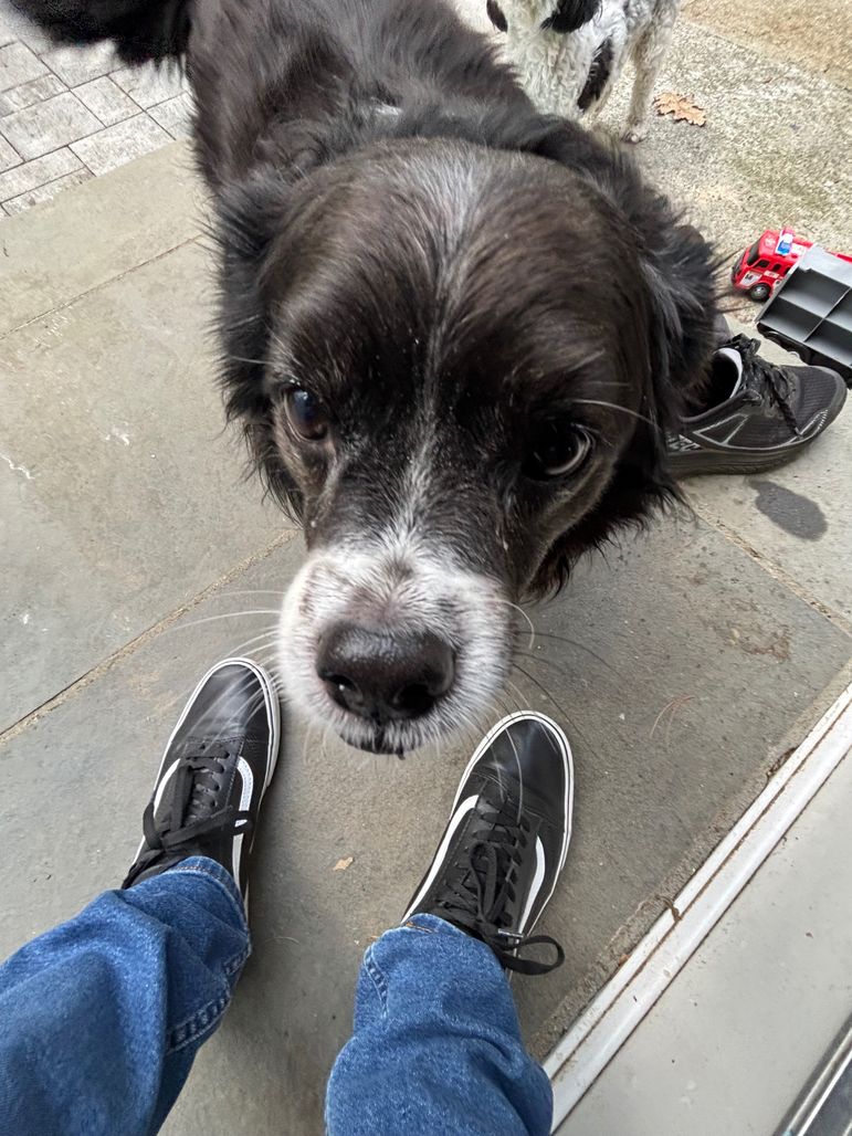 Pet FBI Report ID #711797 for a LOST DOG | Pet FBI Pets Found By Internet