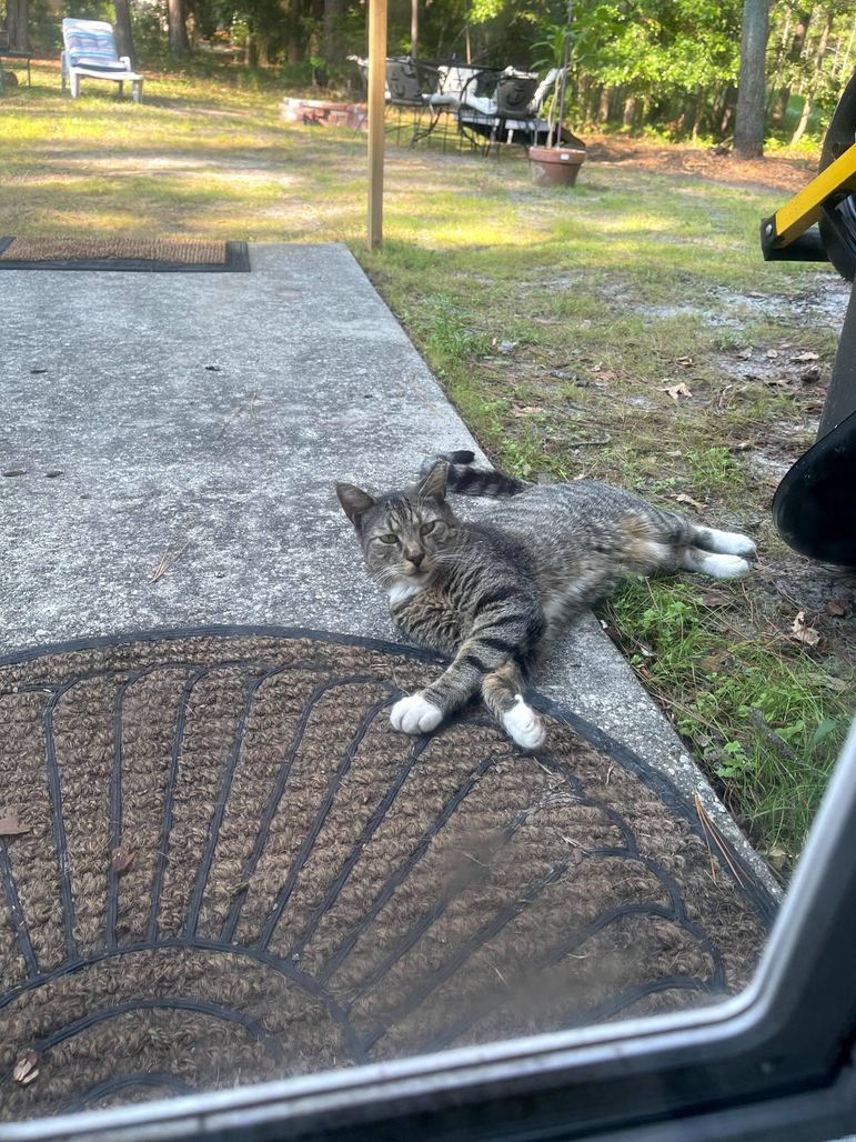 Pet FBI Report ID #712829 for a LOST CAT | Pet FBI Pets Found By Internet