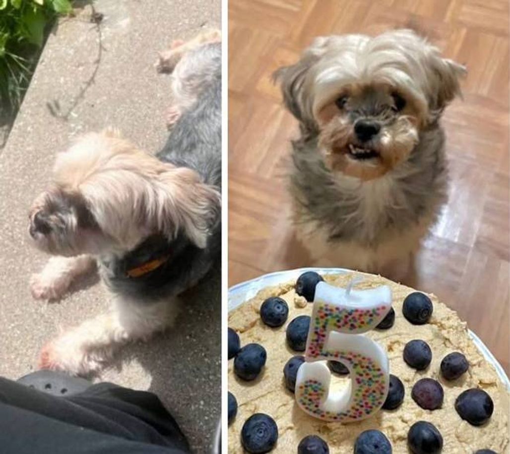 Pet FBI Report ID #712842 for a LOST DOG | Pet FBI Pets Found By Internet