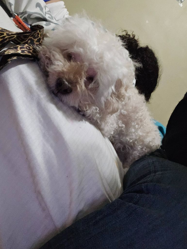 Pet FBI Report ID #712899 for a LOST DOG | Pet FBI Pets Found By Internet