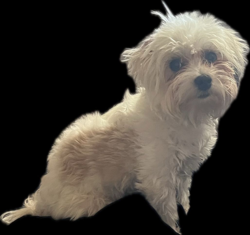 Pet FBI Report ID #713567 for a LOST DOG | Pet FBI Pets Found By Internet