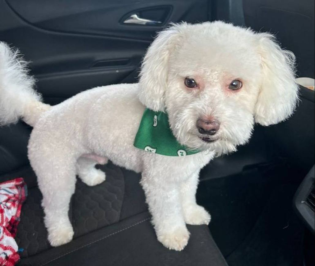 Pet FBI Report ID #713801 for a LOST DOG | Pet FBI Pets Found By Internet